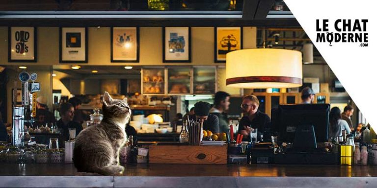 [TOP 15] Les meilleurs bars à chats en France ! | Le Chat Moderne