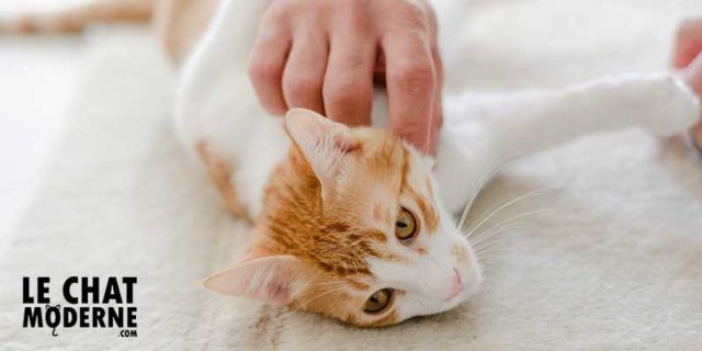 Le Chat Moderne | "Le blog félin pour l'autre"